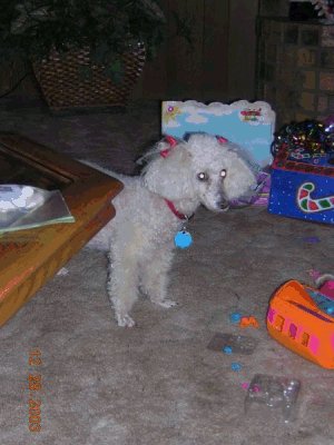Chelsea by Debbie Looney – In Memory of Pets