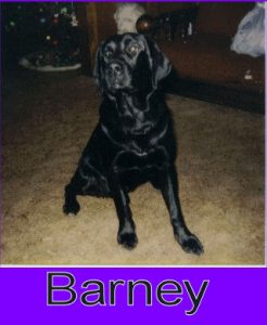 Barney by Connie Ernske / Connie Ernske – In Memory of Pets