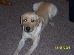 Hunter Bright by Nathan and Vickie Bright – In Memory of Pets