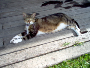 MOLLY by The Edgington-Hoad family – In Memory of Pets