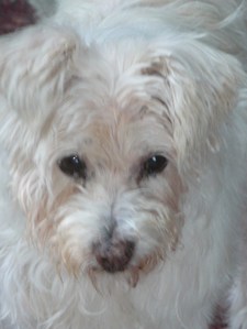 Snowball by Carol & Dave Riser – In Memory of Pets