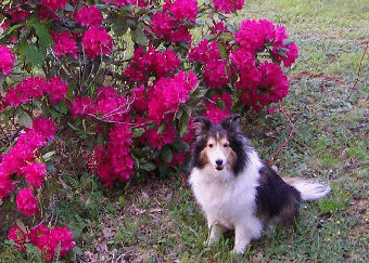 Molly by The Sunderman Family – In Memory of Pets