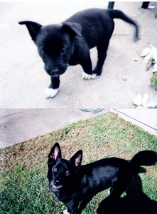 Zeus by Bryan Pullum & Robin Willoughby / Bryan & Robin – In Memory of Pets