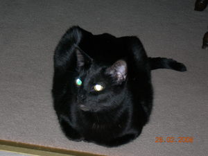 Diesel Flame by Peggy & Pete Muscarella / Mommy – In Memory of Pets