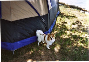 SHILOH by Kelli Weatherly / Kelli and George Weatherly – In Memory of Pets