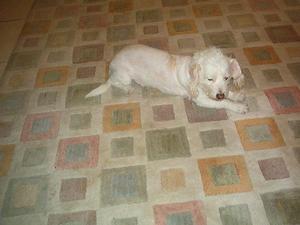 Baby Fisher by Joan Fisher / Stacy, Cappy, Yoshi and Mommy – In Memory ...