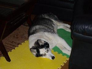 Bobo by Linda Young / Mommy, Daddy & Big Brother – In Memory of Pets