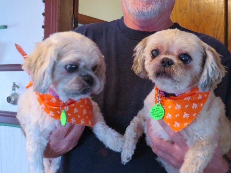 Addy Manker—“Together AGAIN” – In Memory of Pets