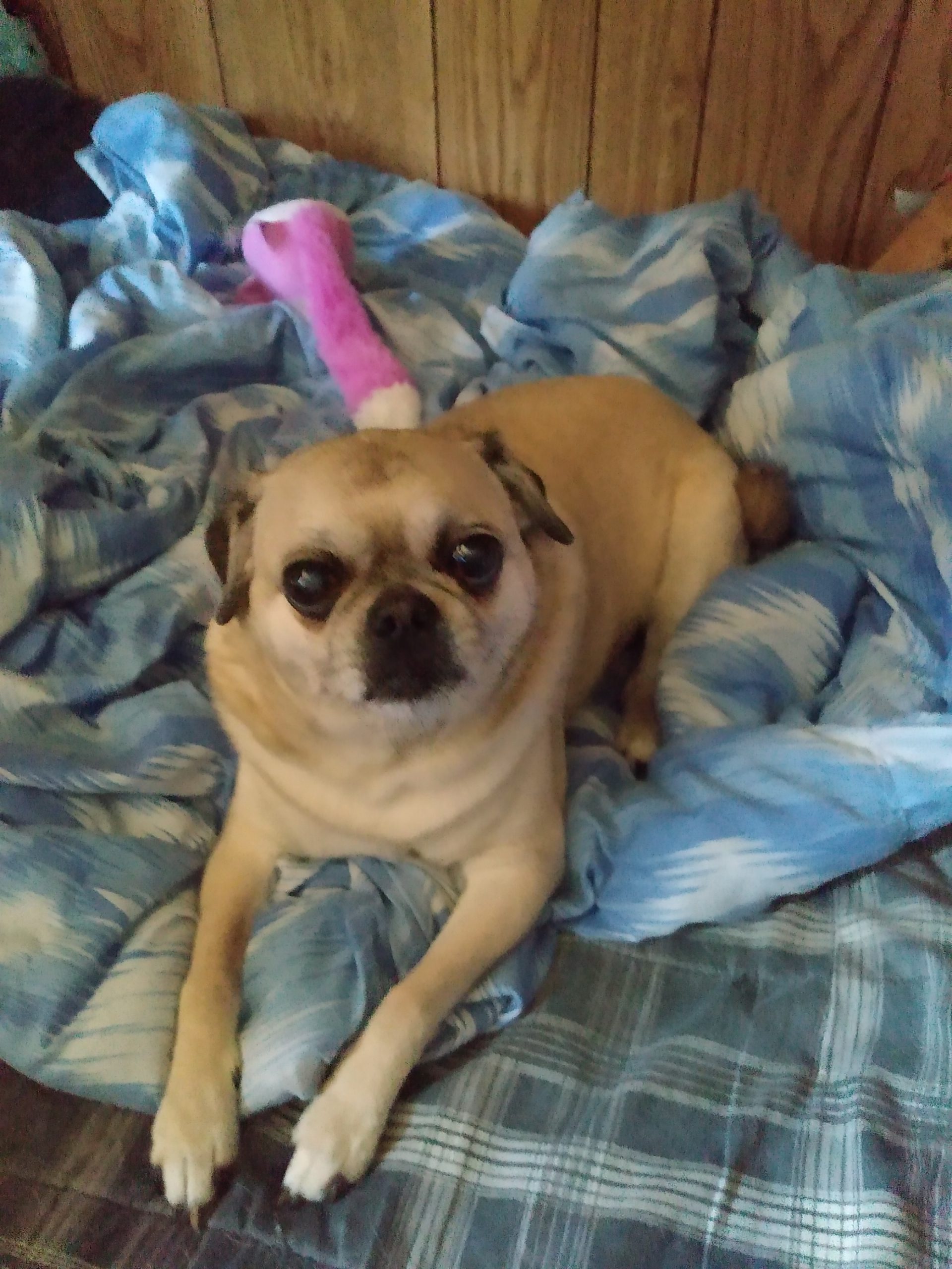 Chuggs – In Memory of Pets